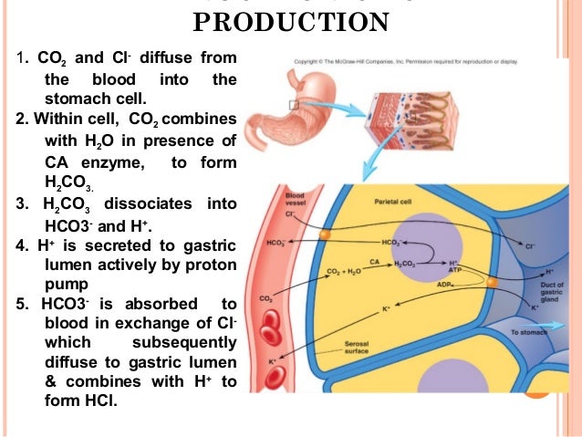 Introduction to digestion and absorption, local hormones of GIT, diff…