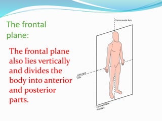 Day 1 kinesiology | PPTX