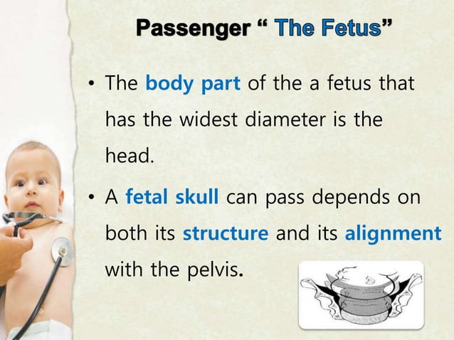 Child birth and labor process | PPT