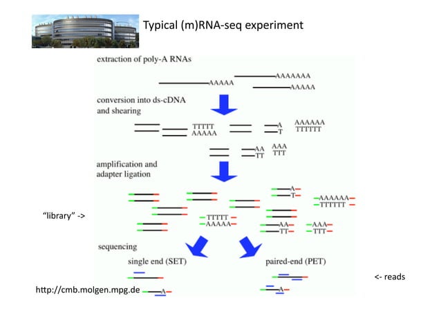 RNA-seq Analysis | PDF | Biological Sciences | Science