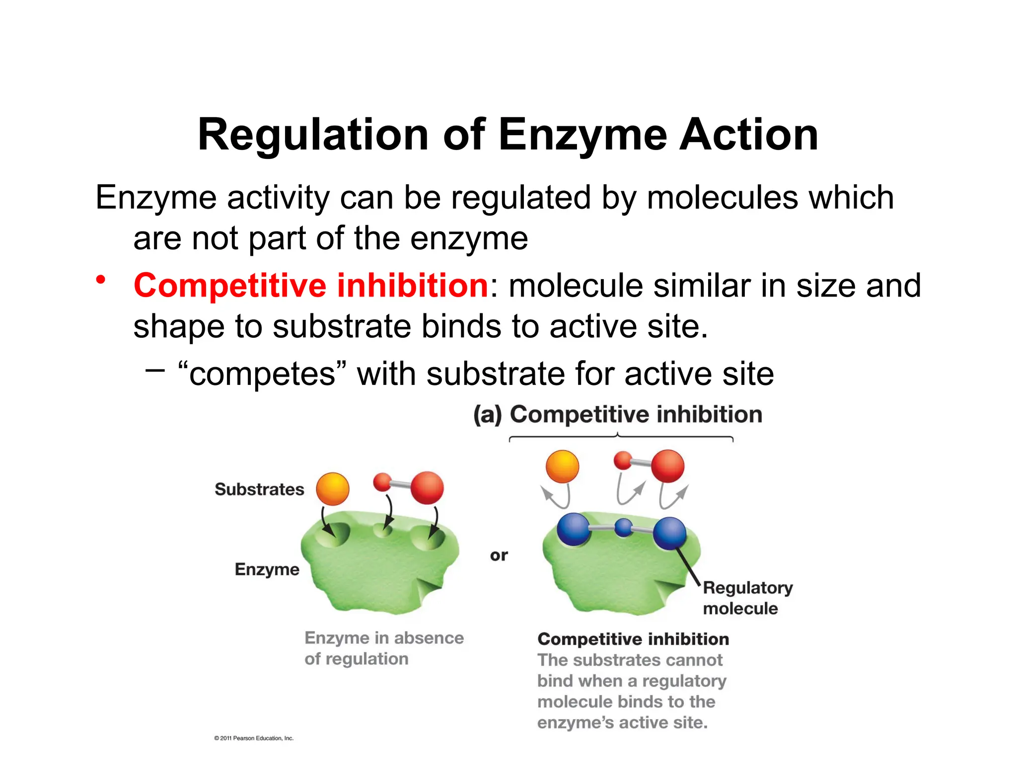 Day 2 - Enzyme Structure and Function.pptx