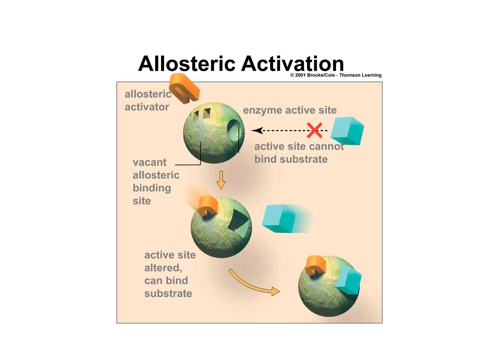 Day 2 - Enzyme Structure and Function.pptx