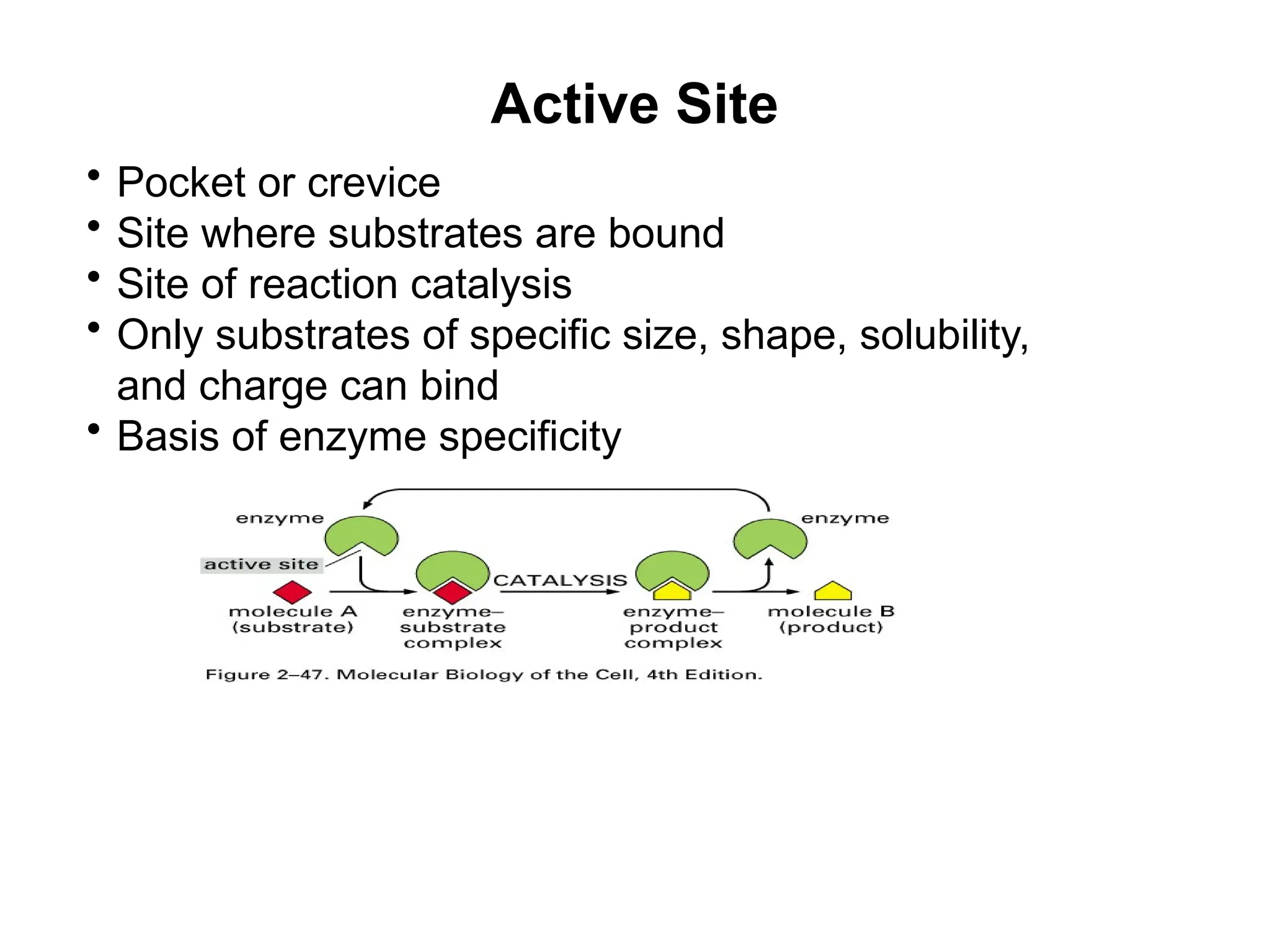 Day 2 - Enzyme Structure and Function.pptx