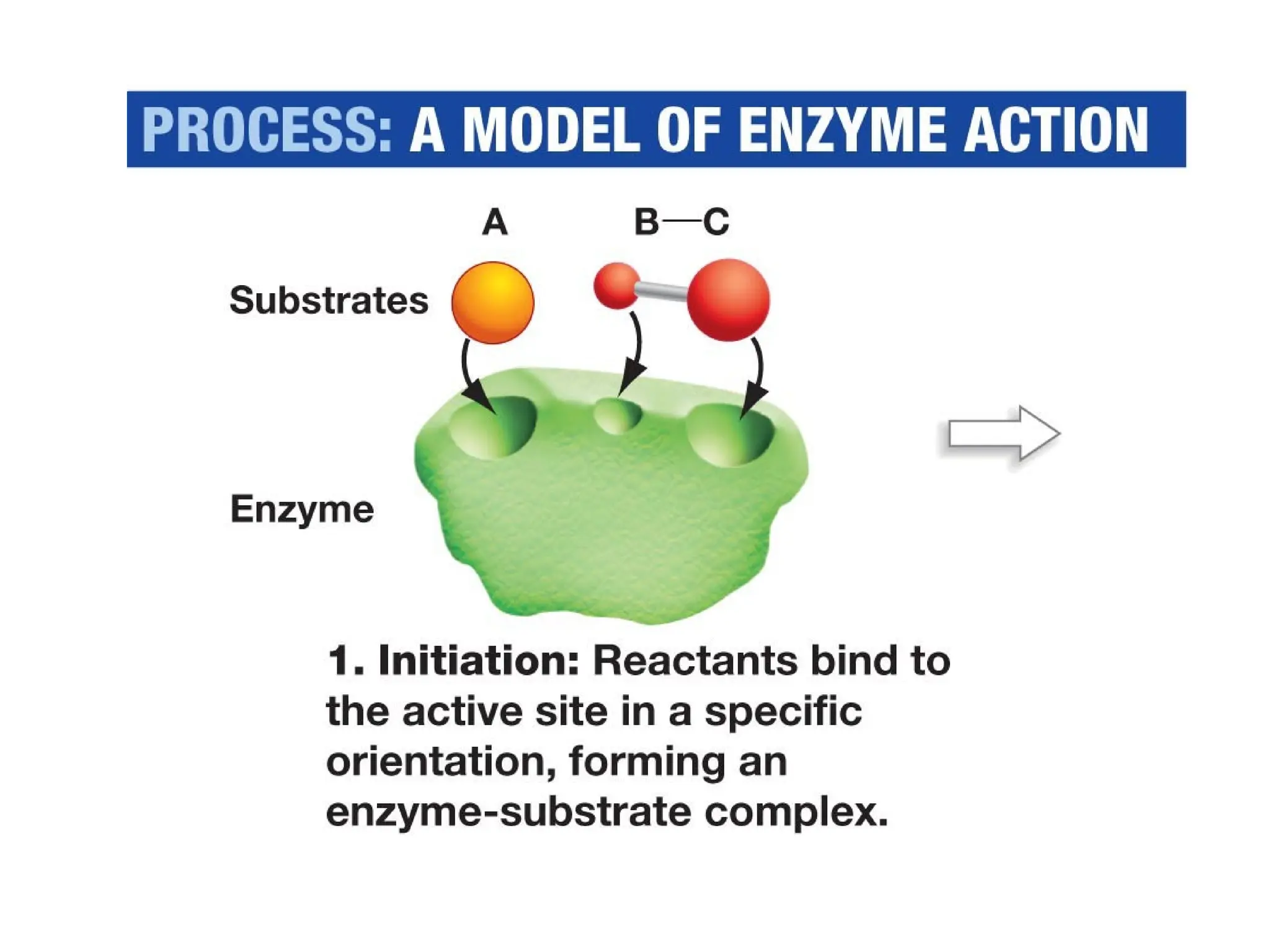 Day 2 - Enzyme Structure and Function.pptx