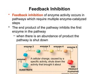 Day 2 - Enzyme Structure and Function.pptx