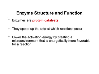 Day 2 - Enzyme Structure and Function.pptx
