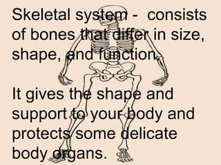 Skeletal System | PPT