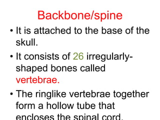 Skeletal System | PPT