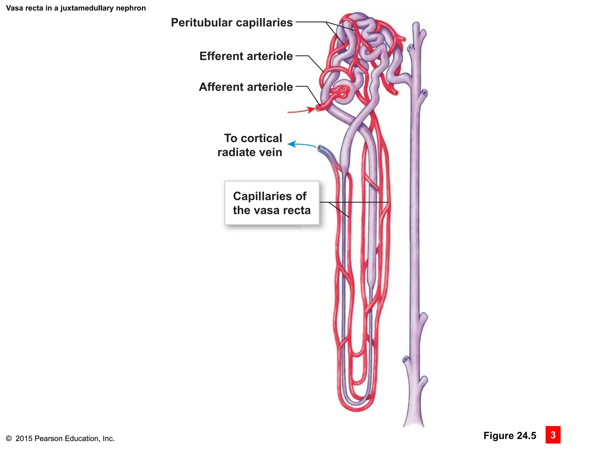 Msc zoology fourth semester Day 20 - The Nephron.pptx