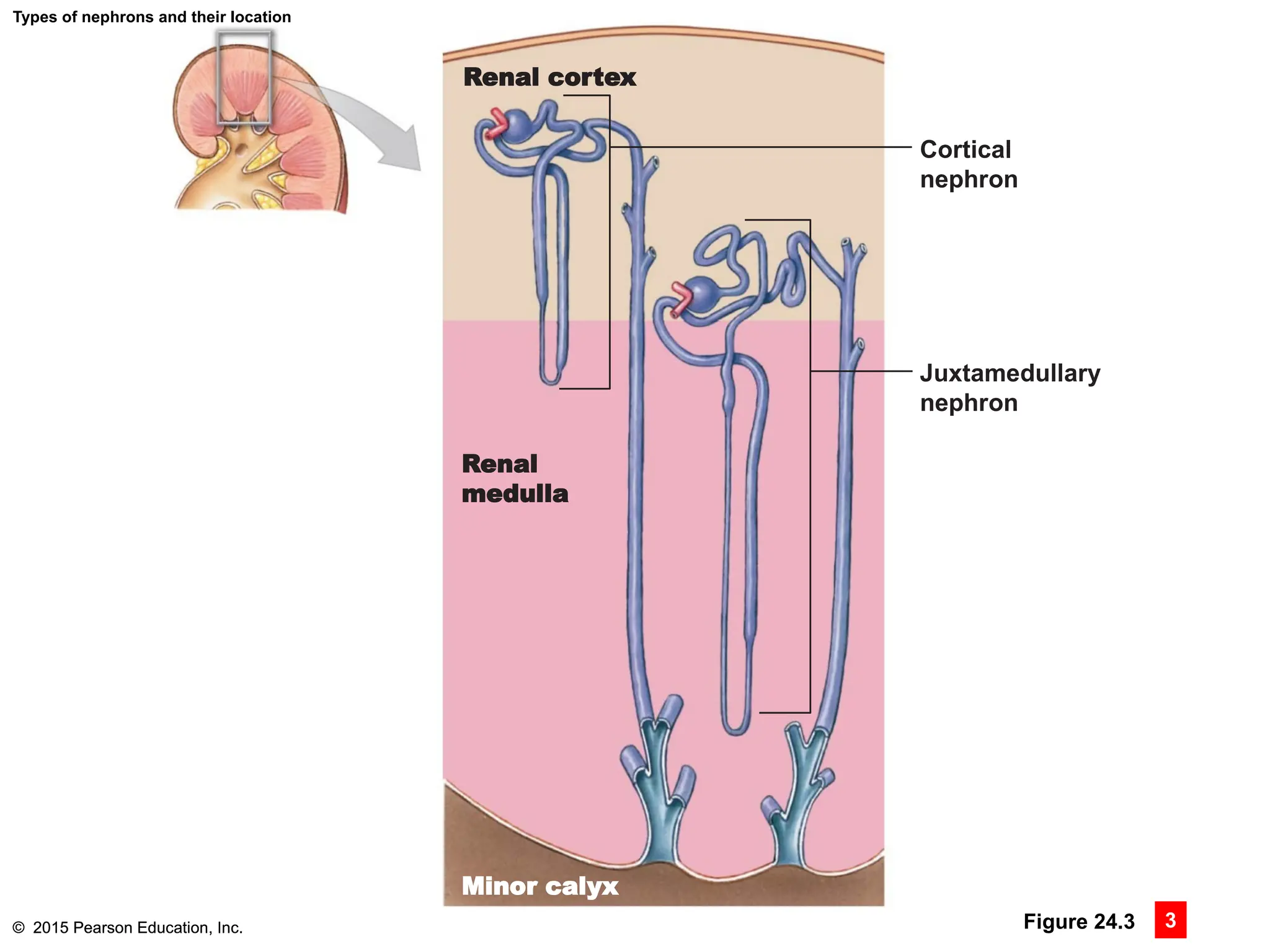 Msc zoology fourth semester Day 20 - The Nephron.pptx