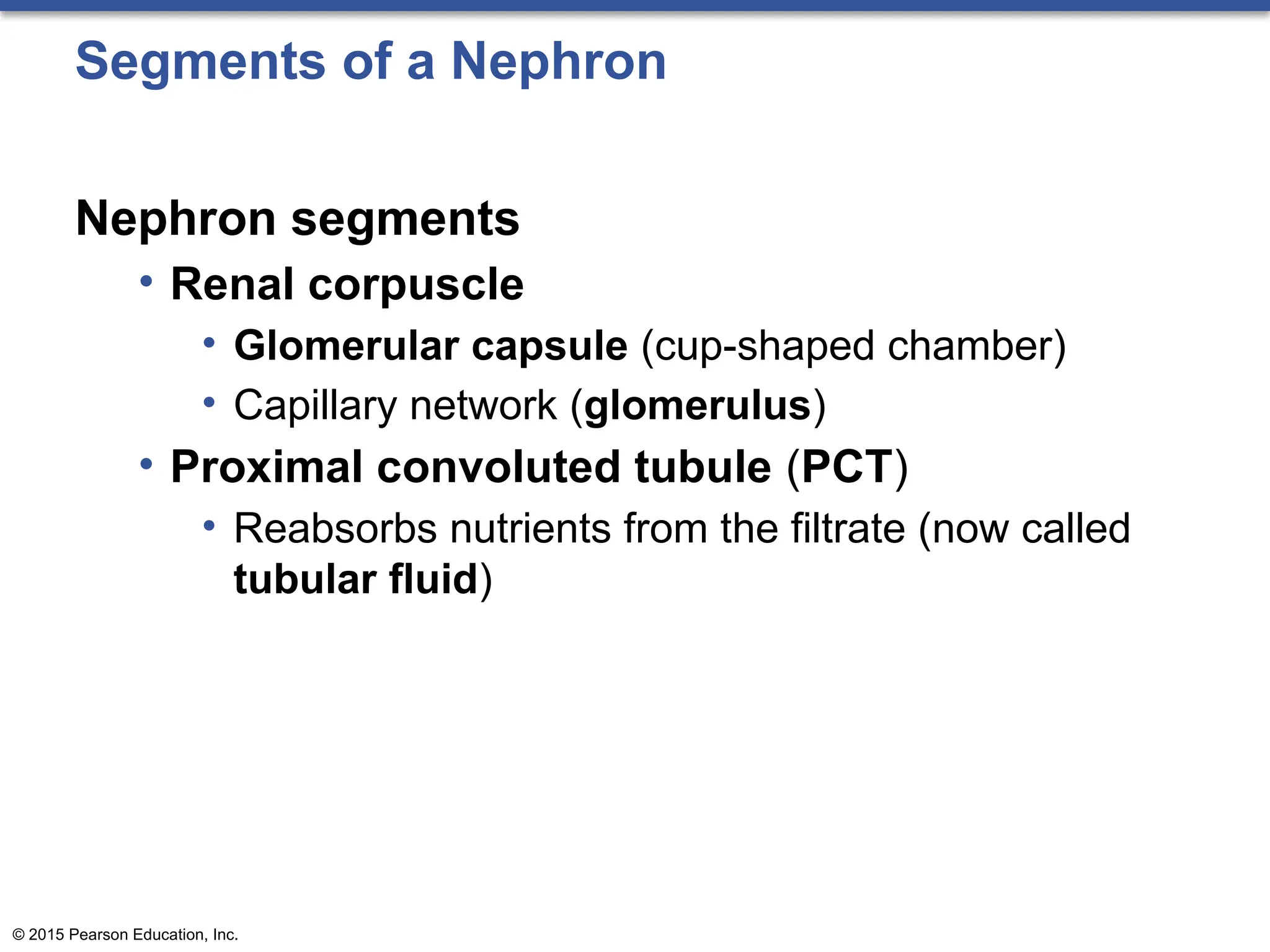 Msc zoology fourth semester Day 20 - The Nephron.pptx