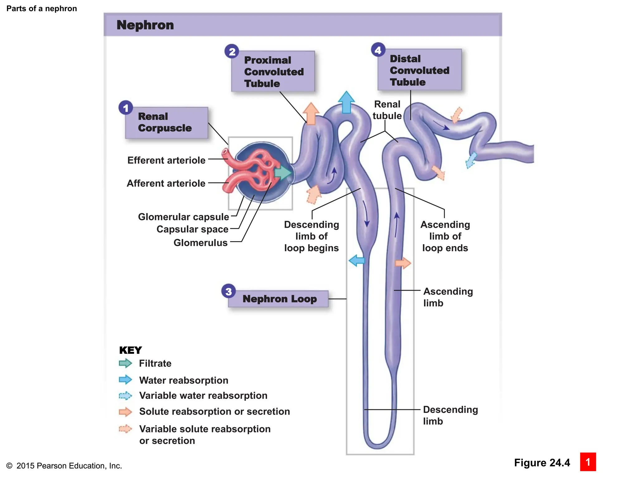 Msc zoology fourth semester Day 20 - The Nephron.pptx