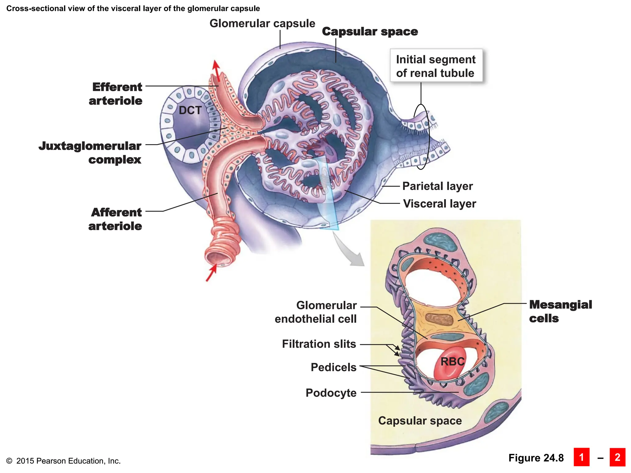 Msc zoology fourth semester Day 20 - The Nephron.pptx