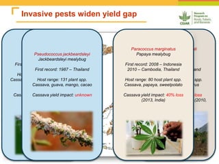 A region-wide response to emerging cassava pests and diseases in SE ...