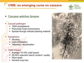 A region-wide response to emerging cassava pests and diseases in SE ...
