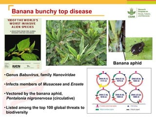 Banana bunchy top disease: Piloting containment and field recovery ...
