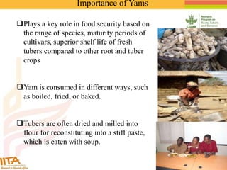 Enhancing the role of yam in food diversification and income generation ...