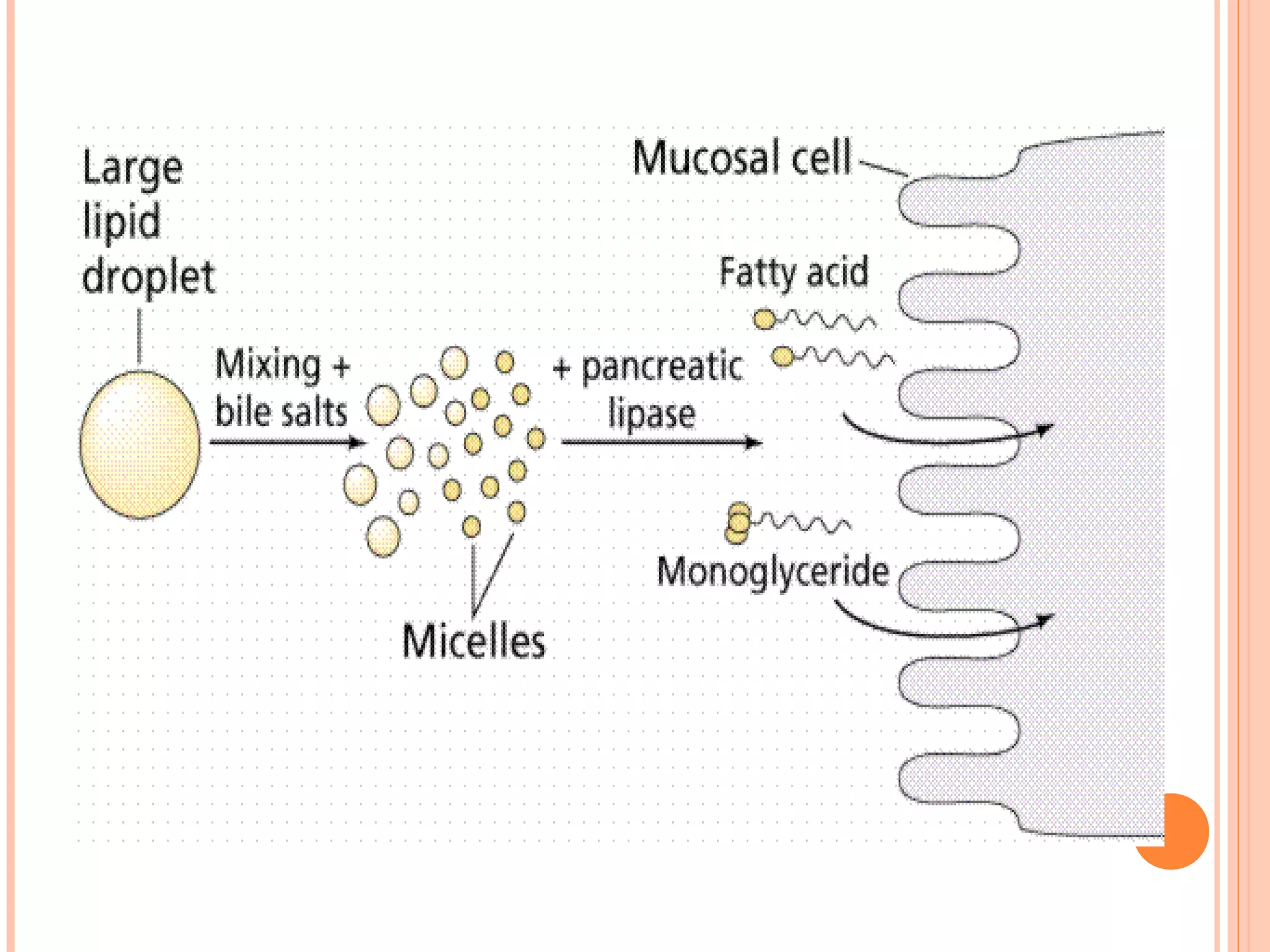Digestion and absorption of lipids | PPT