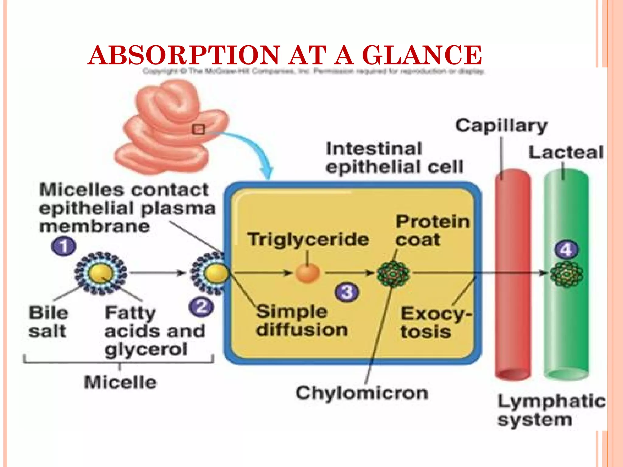 Digestion and absorption of lipids | PPT