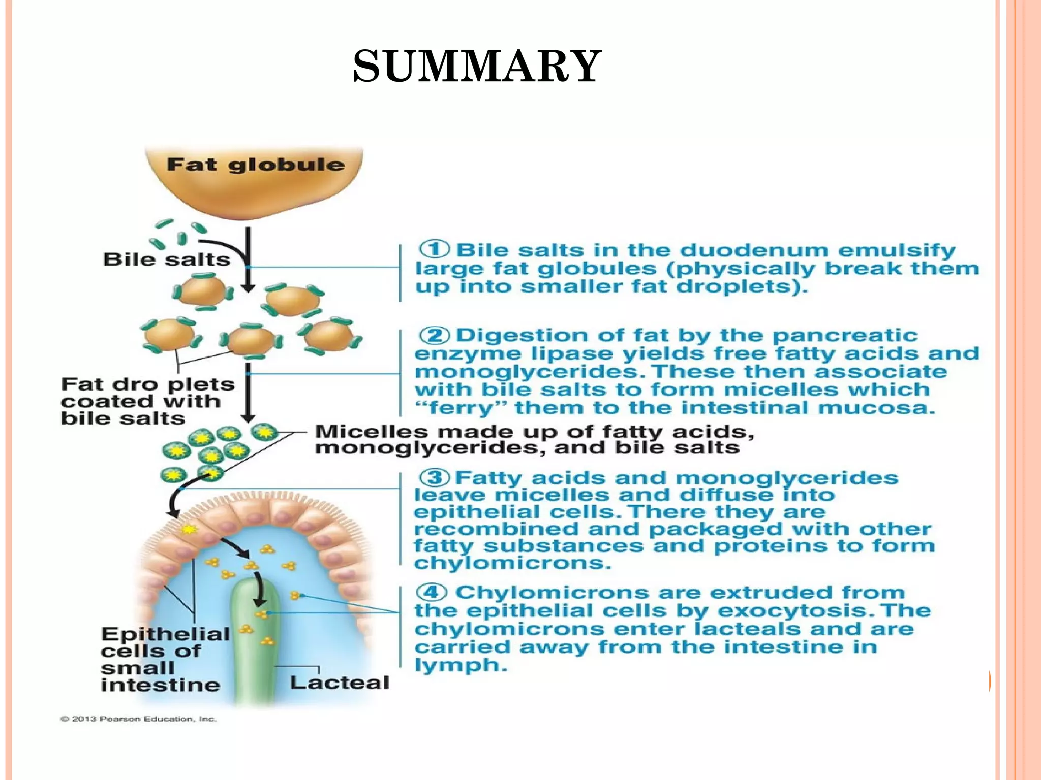 Digestion and absorption of lipids | PPT