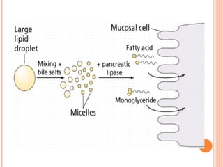 Digestion and absorption of lipids | PPT