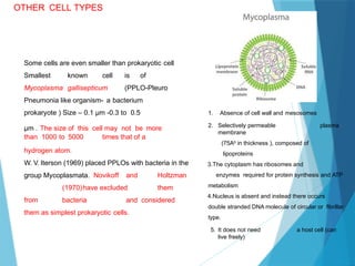 Day 5- Cell Diversity.pptx hahahahahahaha | PPT