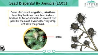 Day 5_Ch12_Seed Dispersal school presentation | PPT