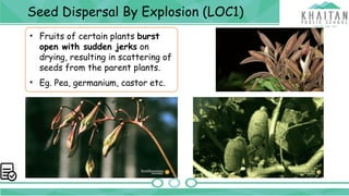 Day 5_Ch12_Seed Dispersal school presentation | PPTX