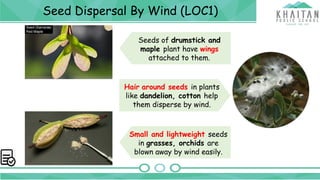 Day 5_Ch12_Seed Dispersal school presentation | PPTX
