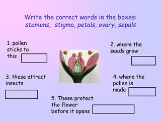 REPRODUCTIVE PARTS OF A FLOWER FOR GRADE 5 | PPT