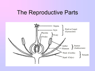 REPRODUCTIVE PARTS OF A FLOWER FOR GRADE 5 | PPT