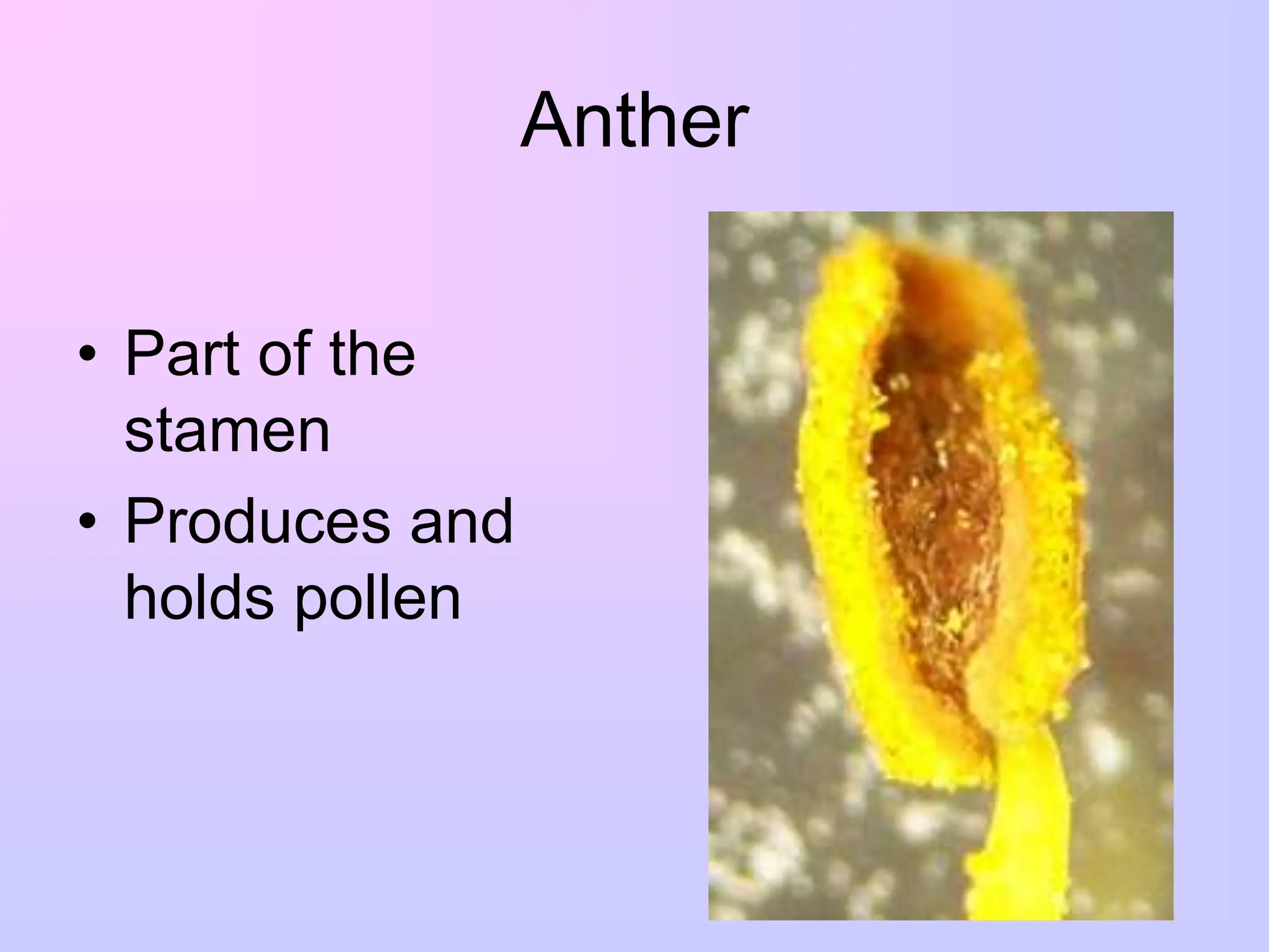 REPRODUCTIVE PARTS OF A FLOWER DAY 6.ppt