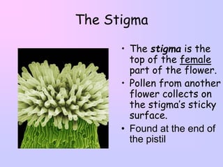 REPRODUCTIVE PARTS OF A FLOWER DAY 6.ppt