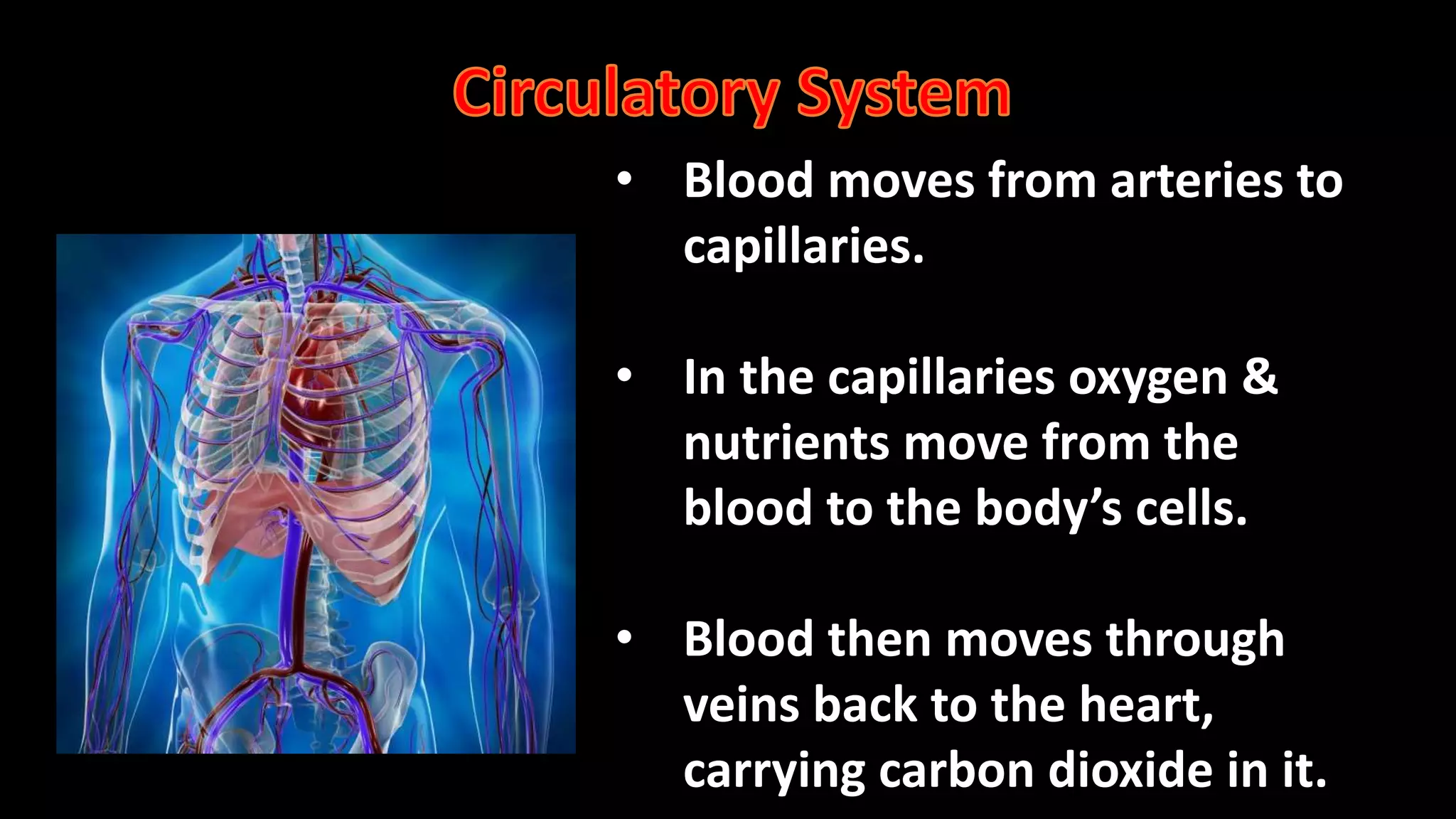 Day 9 - 11 - Human Body Systems - Respiratory and Circulatory Systems.pptx