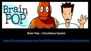 Day 9 - 11 - Human Body Systems - Respiratory and Circulatory Systems.pptx