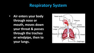 Day 9 - 11 - Human Body Systems - Respiratory and Circulatory Systems.pptx