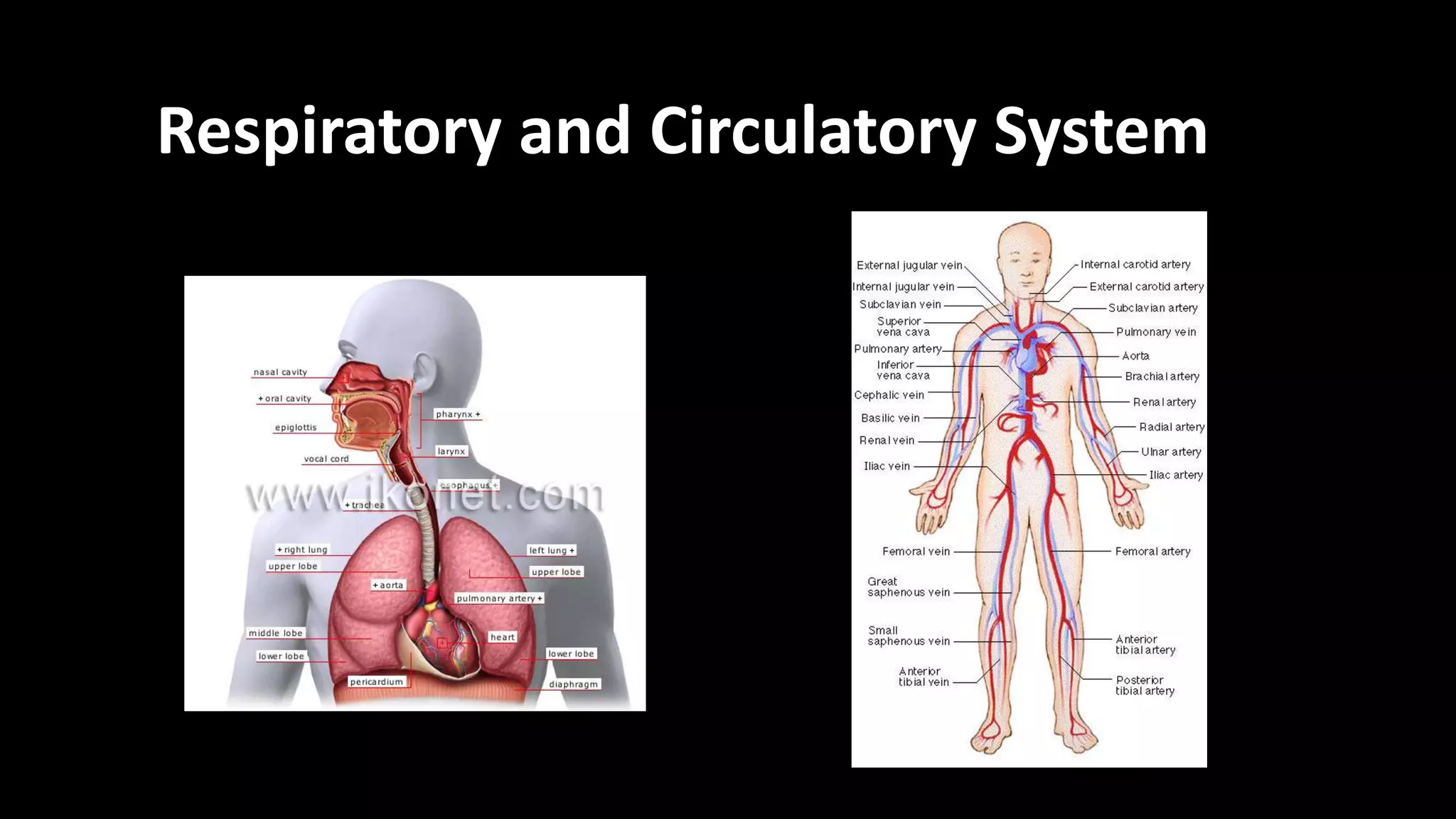 Day 9 - 11 - Human Body Systems - Respiratory and Circulatory Systems.pptx