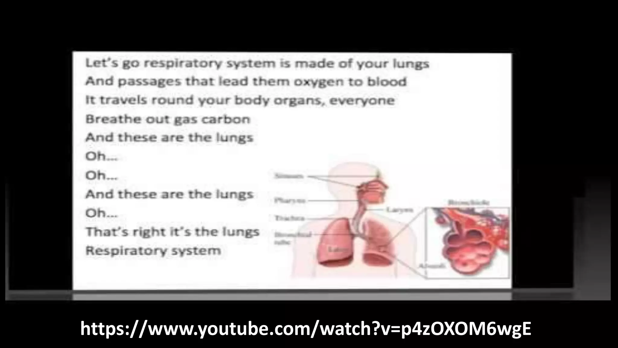 Day 9 - 11 - Human Body Systems - Respiratory and Circulatory Systems.pptx