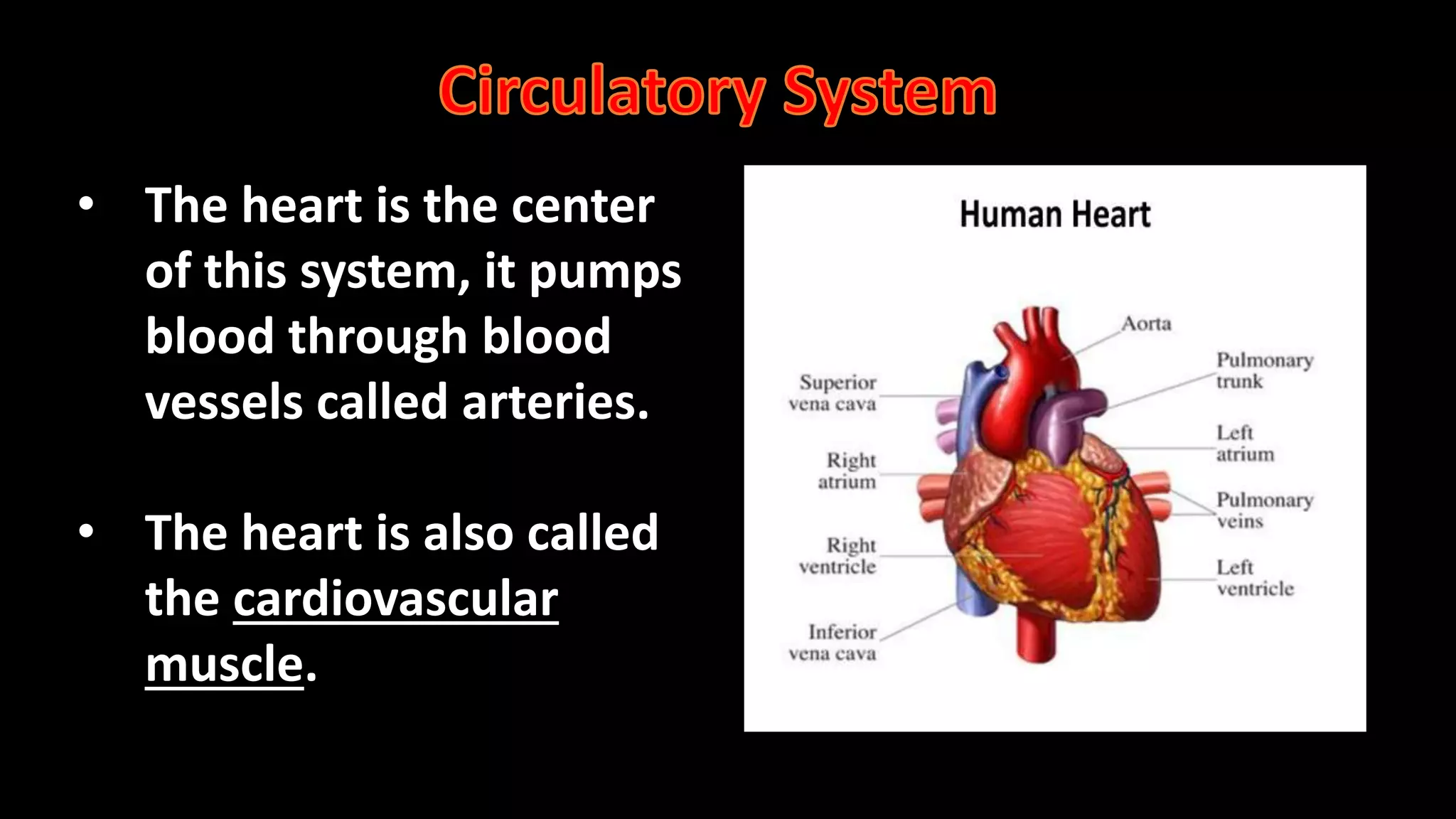 Day 9 - 11 - Human Body Systems - Respiratory and Circulatory Systems.pptx