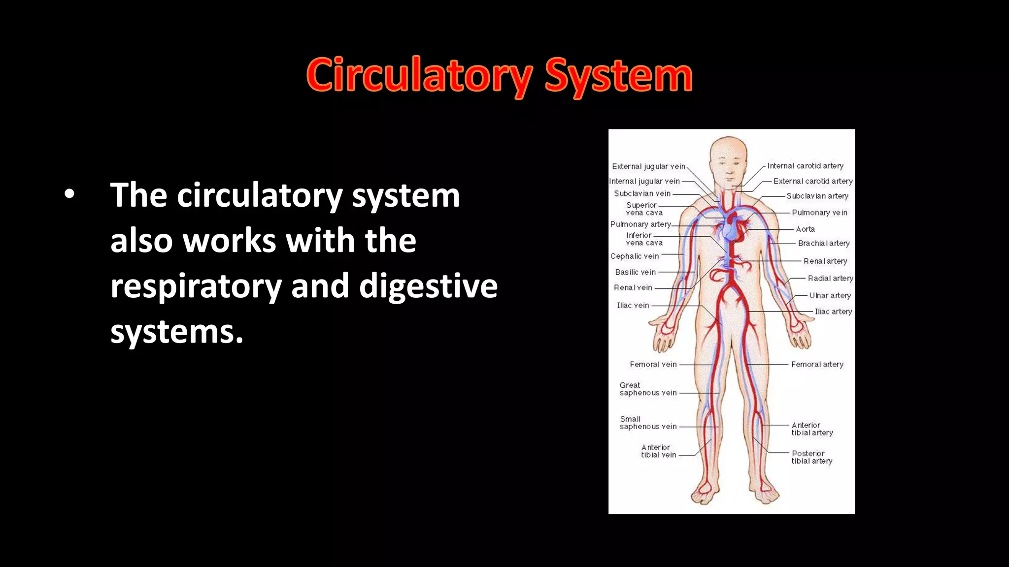 Day 9 - 11 - Human Body Systems - Respiratory and Circulatory Systems.pptx