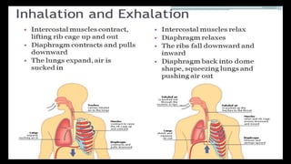 Day 9 - 11 - Human Body Systems - Respiratory and Circulatory Systems.pptx