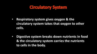 Day 9 - 11 - Human Body Systems - Respiratory and Circulatory Systems.pptx