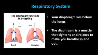 Day 9 - 11 - Human Body Systems - Respiratory and Circulatory Systems.pptx
