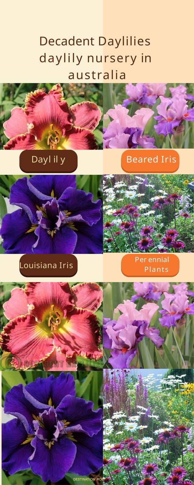 Daylilies By Decadent In Australia Daylilies By Decadent In Australia | PDF