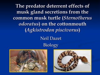 The predator deterrent effects of musk gland secretions from the common ...