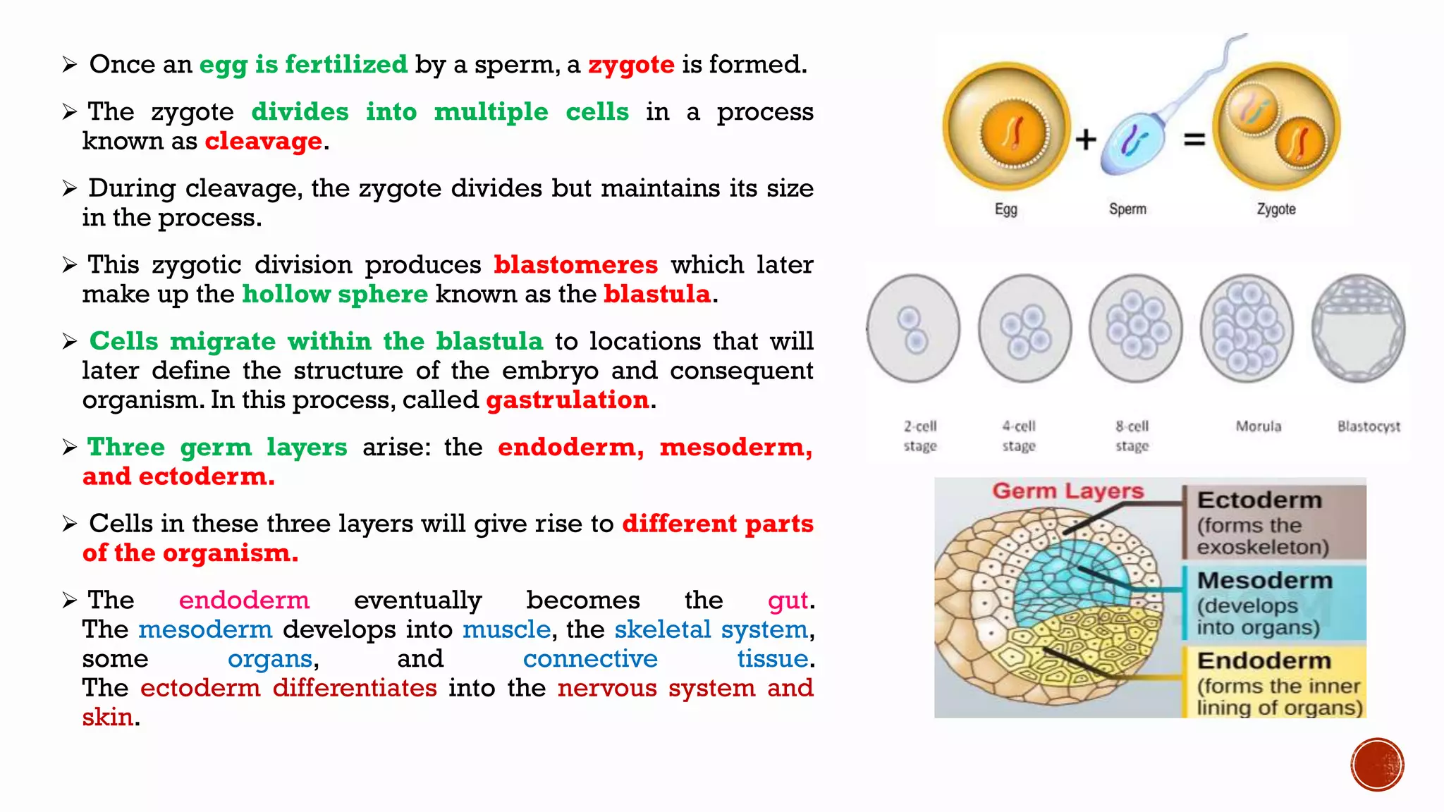 concept of competence and differentiation of embryonic cells | PDF