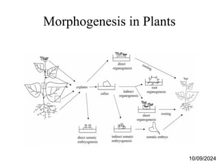 Morphogenesis in Plants and Animals - Developmental Biology | PPT