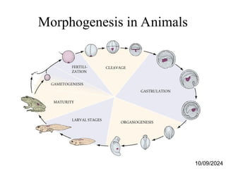 Morphogenesis in Plants and Animals - Developmental Biology | PPT