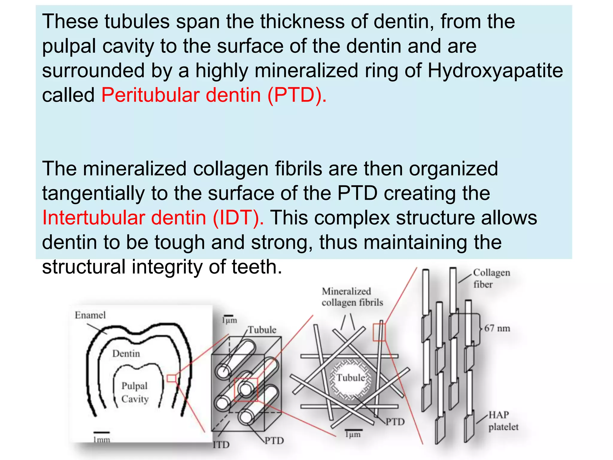 DENTIN BONDING AGENTS | PPTX