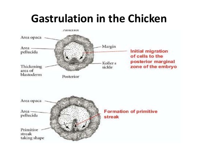 getting ready to hatch eggs